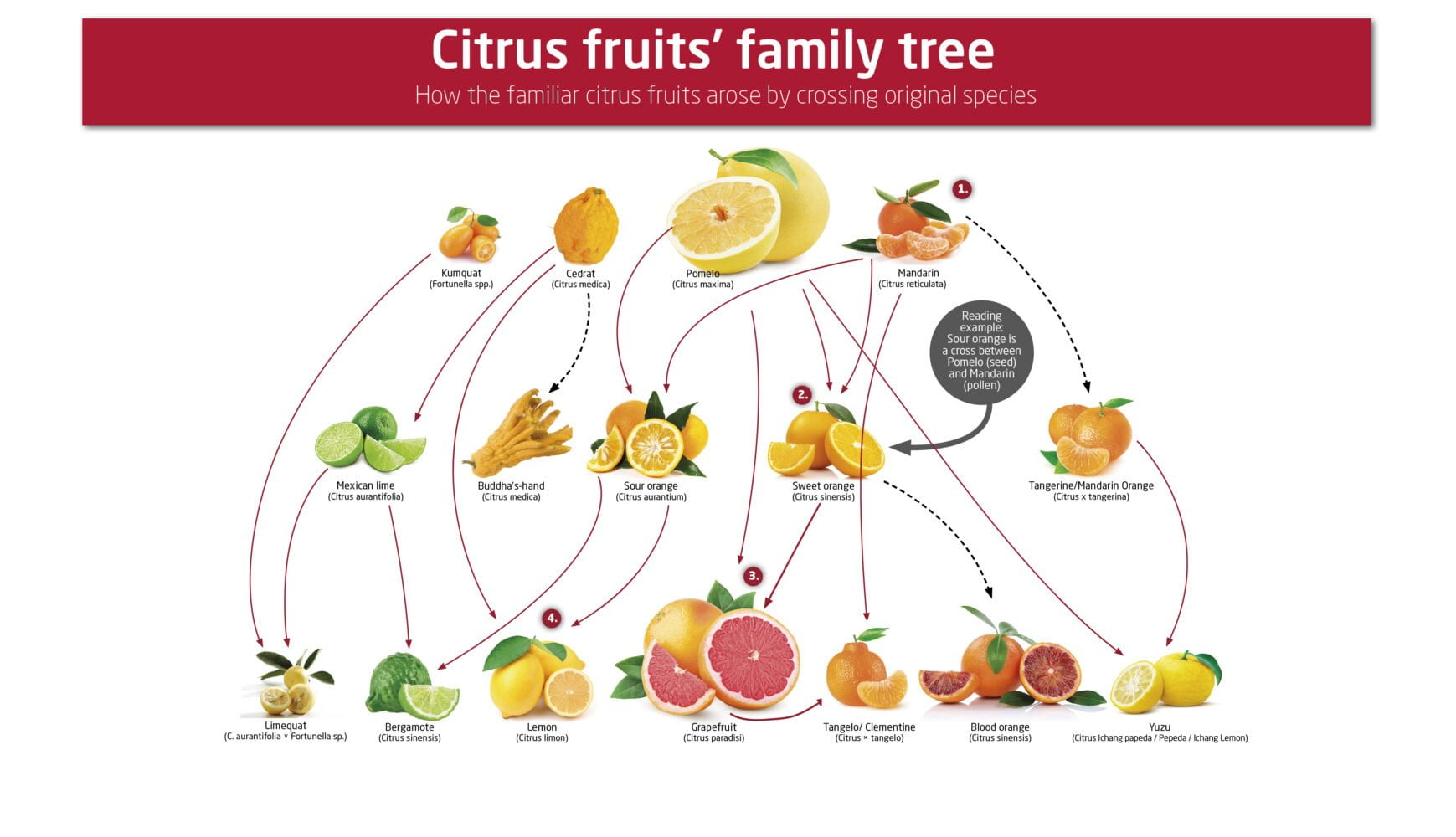 A Taste of Citrus | What Does Citrus Taste Like? | Einar Willumsen